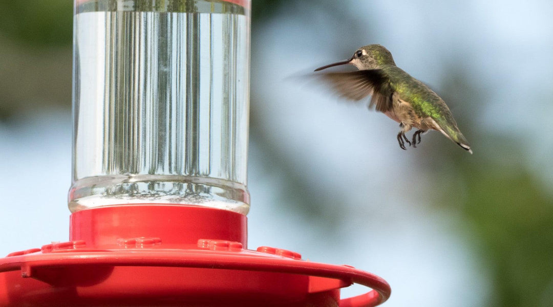 Pop's Birding DIY Hummingbird Nectar Recipe