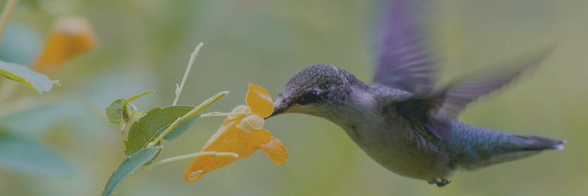 Pop's Birding DIY Hummingbird Nectar Recipe