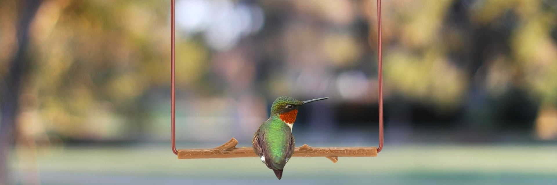 Hummingbird Swings – Pop's Birding