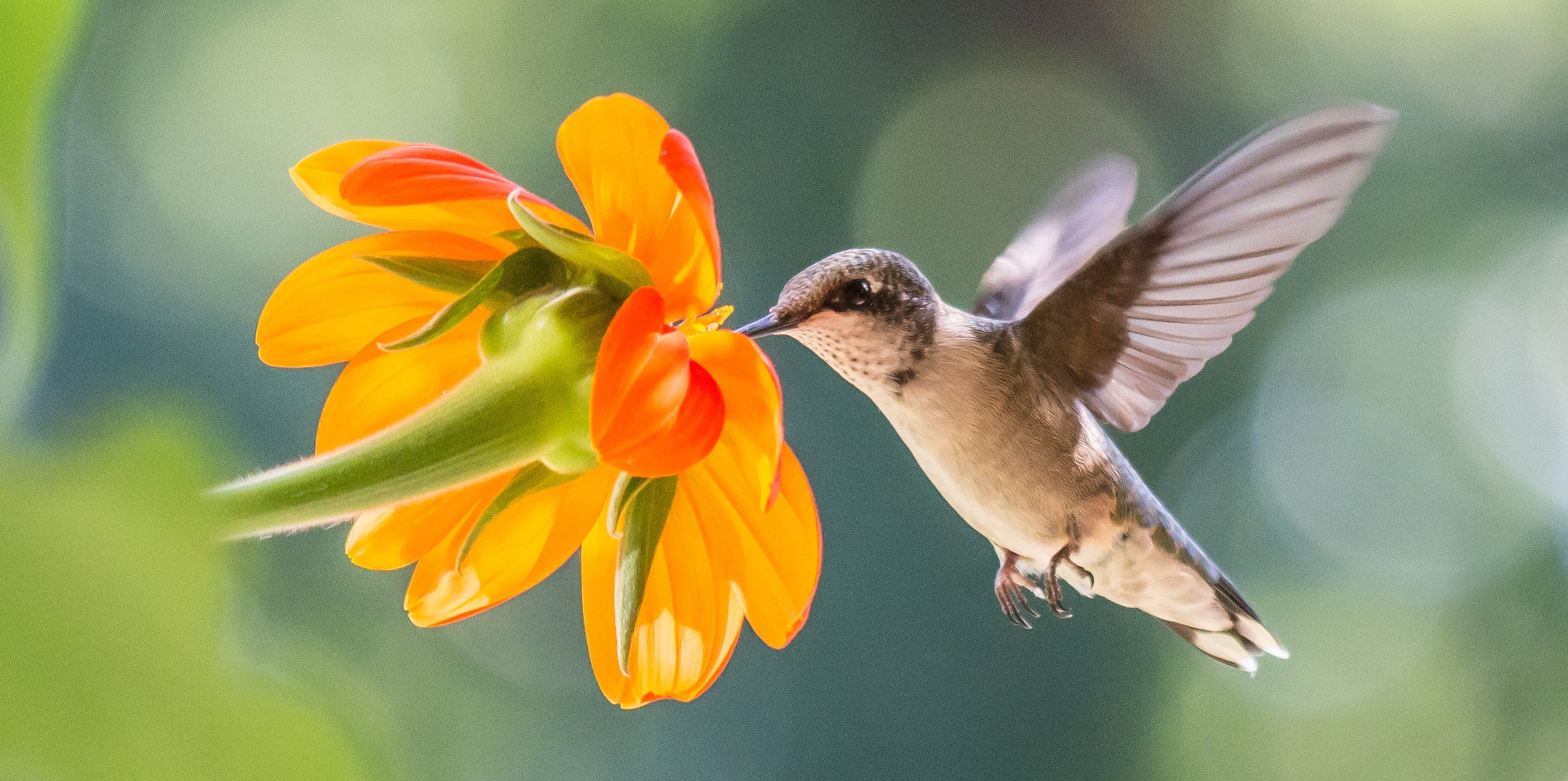 Hummingbird Nectar – Pop's Birding
