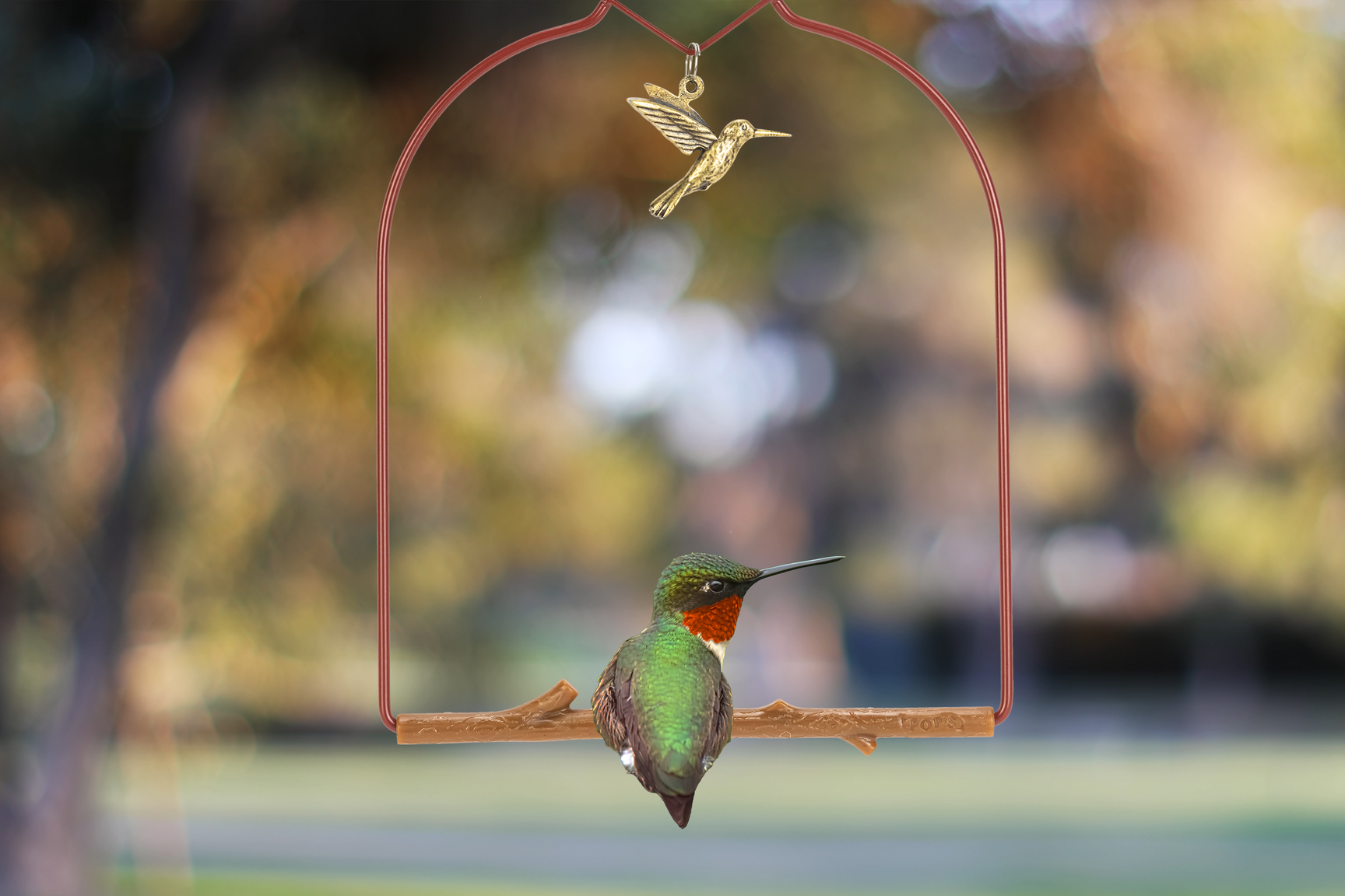 Hummingbird Nectar – Pop's Birding