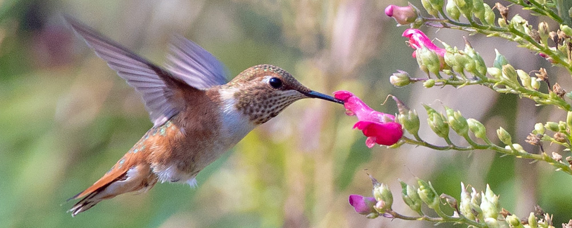 Hummingbird Nectar – Pop's Birding
