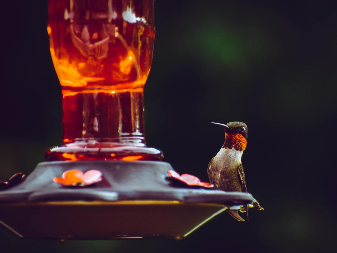 Hummingbird Nectar – Pop's Birding